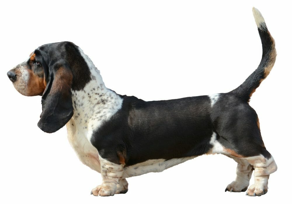 Basset Hound Dogs and Puppies - Miniature, European, Colors and Coats